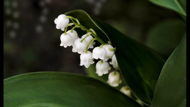 А  Фет  Первый ландыш #стихиовесне #стихиоприроде #поэты19века