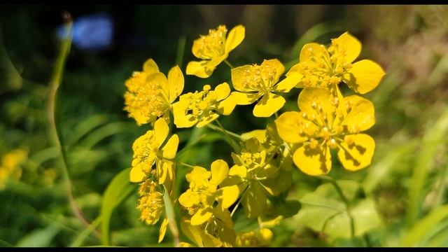 А  Толстой  Слеза дрожит в твоем ревнивом взоре #стихиолюбви #поэты19века