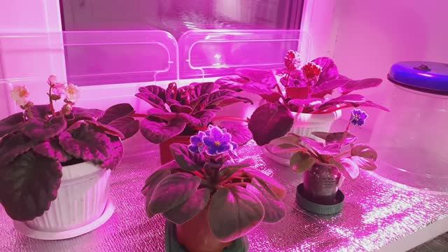 Фиалки! Зачем и как освещать зимой на подоконнике? Самое важное условие для цветения.