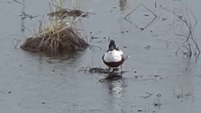 Утки бывают разные