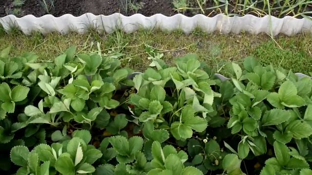 Первый сбор клубники