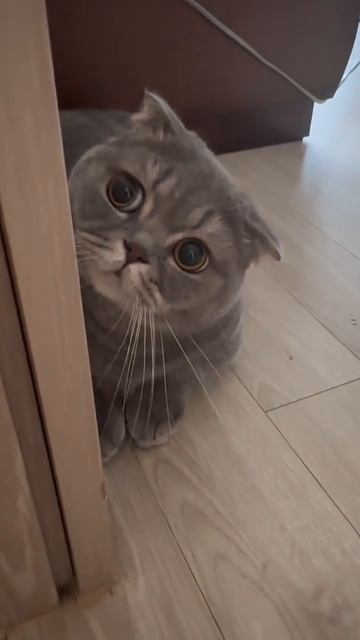 няшный котик❤️😻😽💓💯