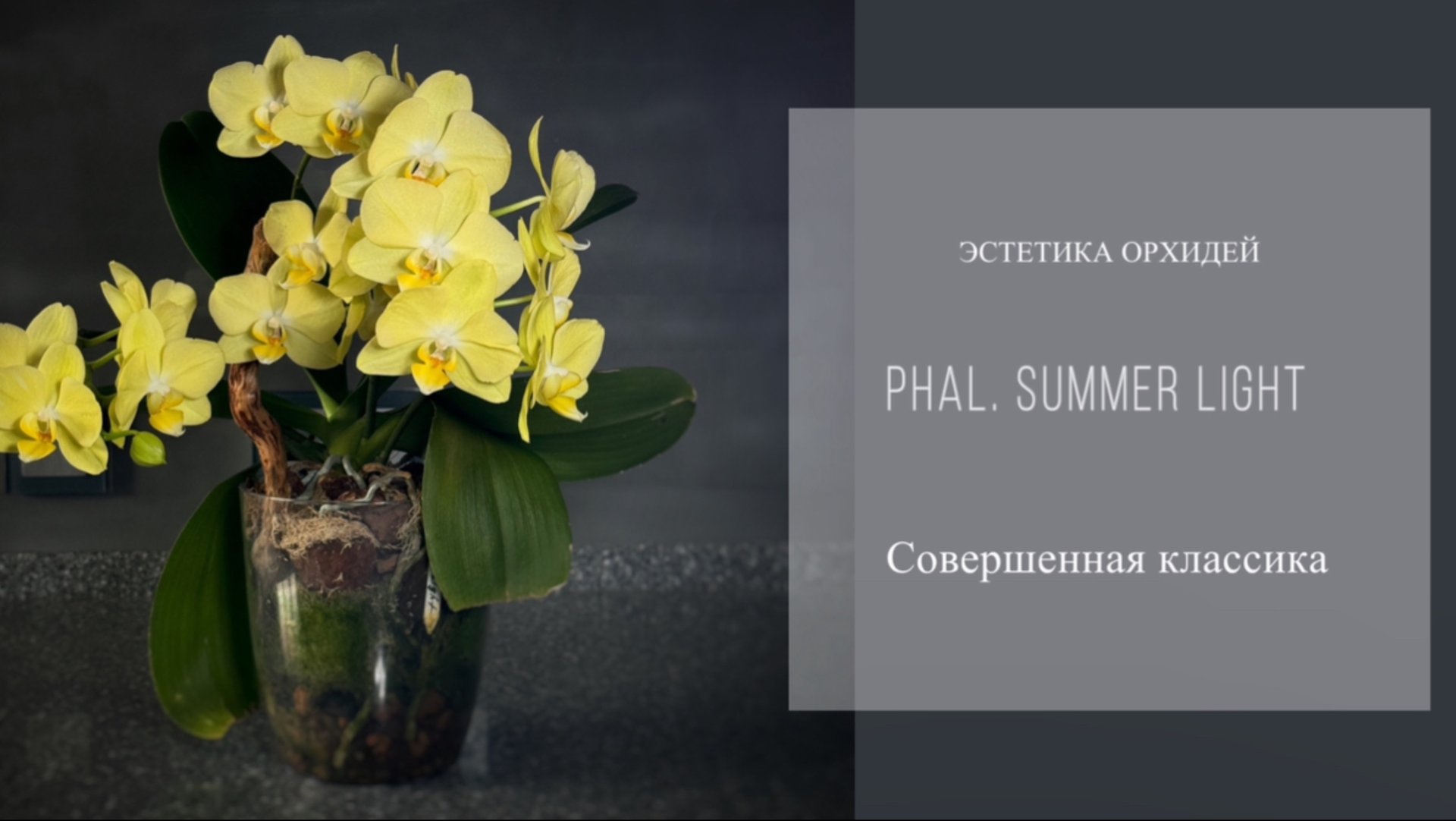 Фаленопсис Летний свет