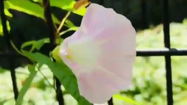 005 Лабиринты кунг-фу