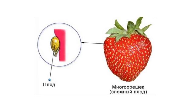 Клубника это ягода или орех