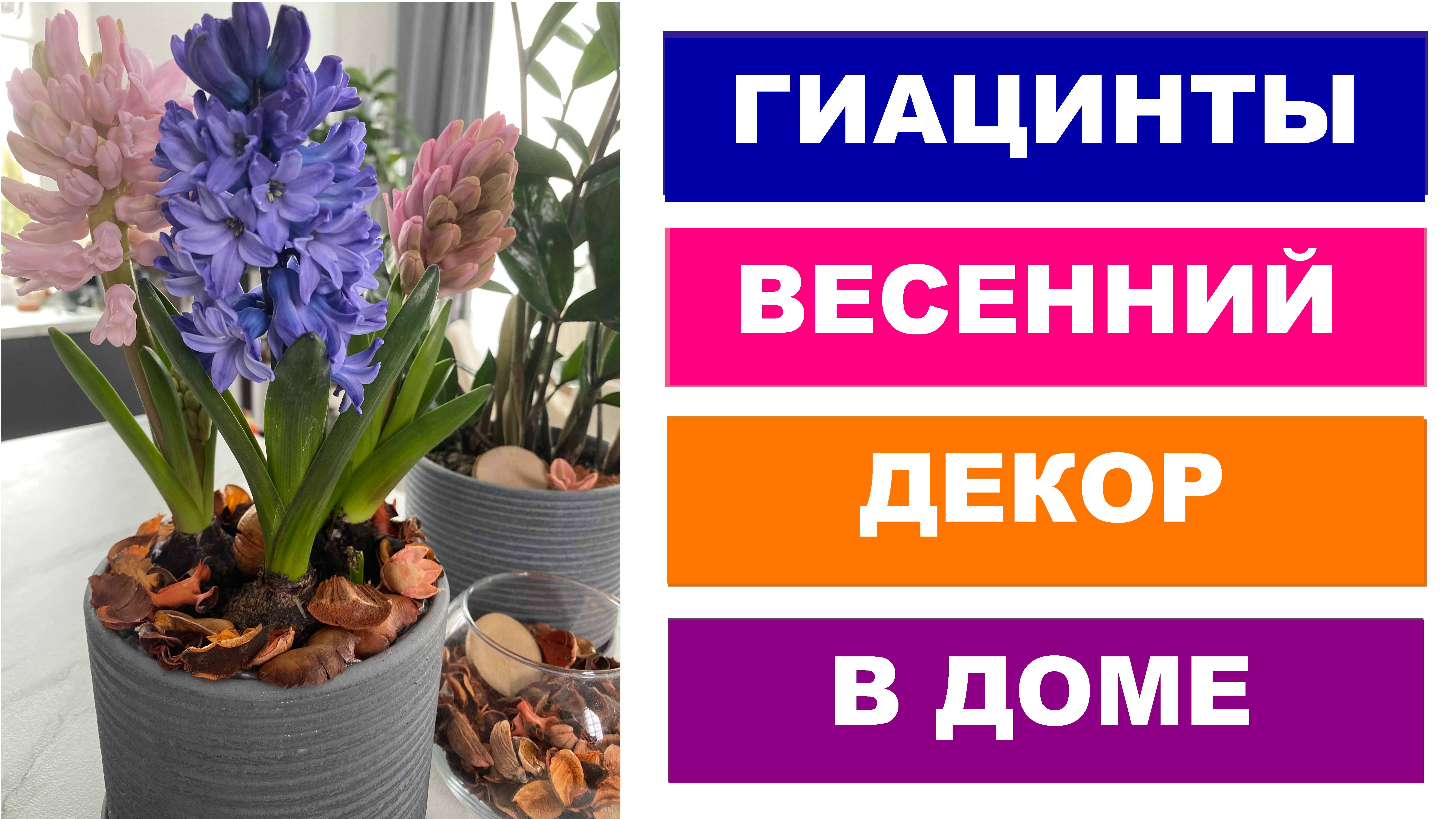 Гиацинты. Весенний декор в доме! Временно сажаем, потом сохраняем!