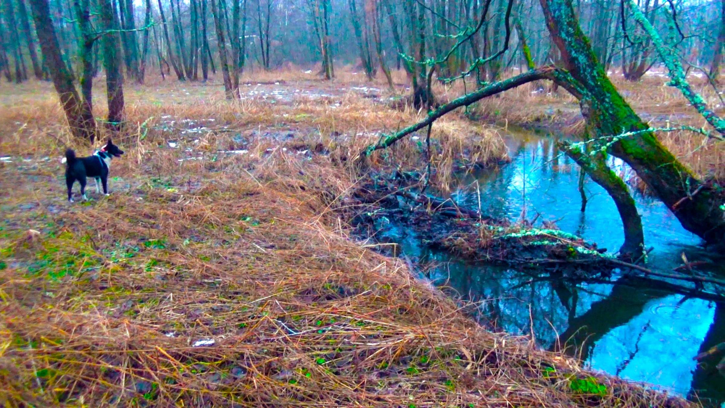 С МОЛОДОЙ ЛАЙКОЙ В ЛЕСУ. Бложик с охоты.