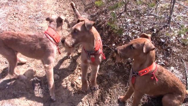 Ирландские терьеры : Наступила Весёлая весна