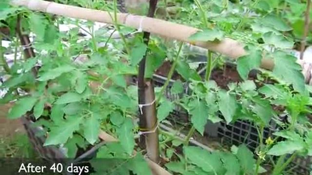 Этот метод для выращивания ранних сортов томатов_converted