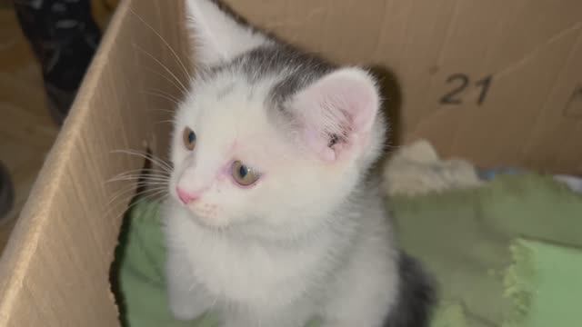 2024-10-27 Питомцы - Подкидыши в Храме и Домашние охранники - 4 K