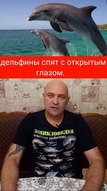 #shorts дельфины спят с открытым глазом.
