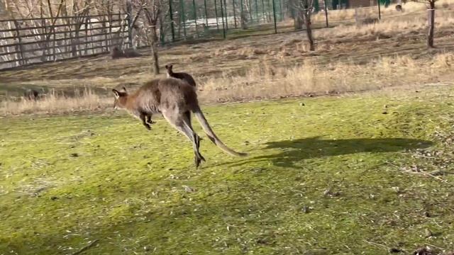 ⚡️Рубрика #Красная_Книга📕 🔺Знакомьтесь – Кенгуру Беннетта (валлаби).