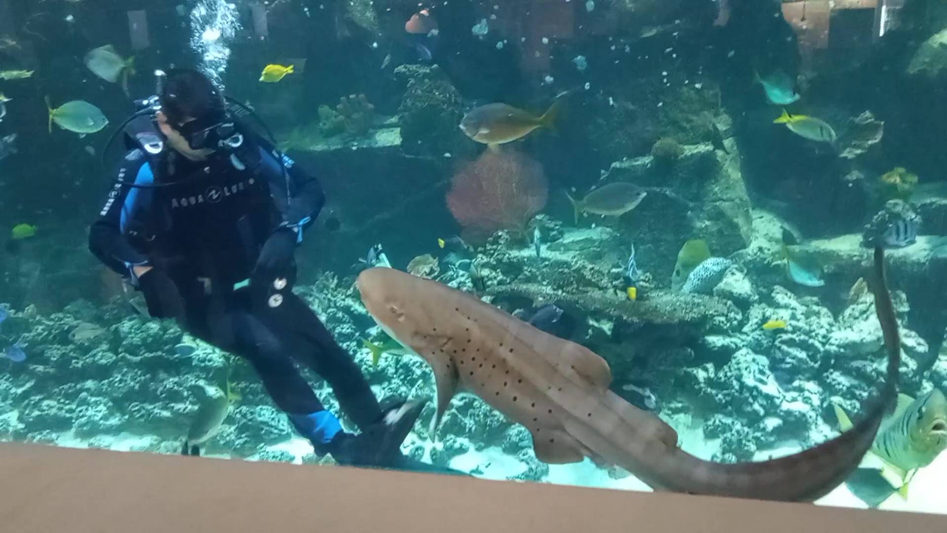 Аквалангист кормит акулу в большом аквариуме