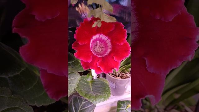 опыление глоксиний! скоро будут семена может получится вывести свой сорт ☺