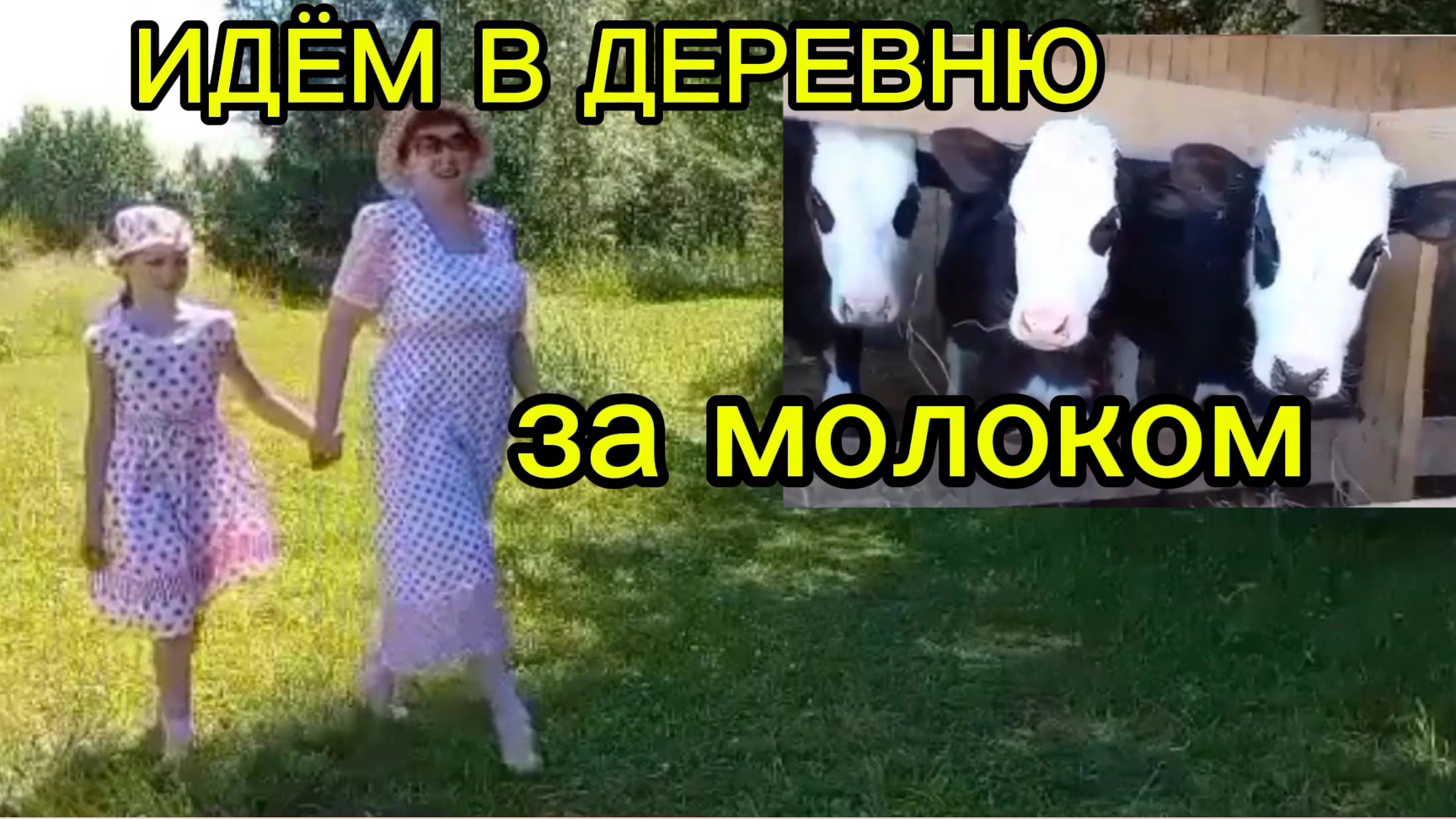 Коровы,телята.Идём в деревню за молоком.