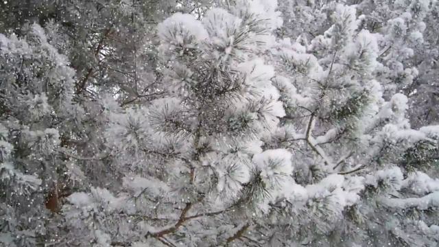 Отечество снега