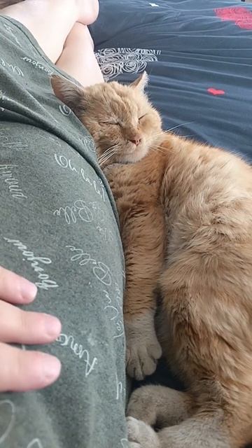 Братья наши меньшие