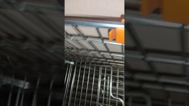 22.01.2025 Пила готова обрезать ветки