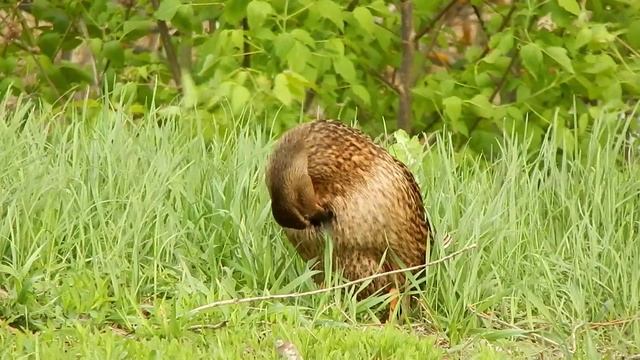 Утки бывают разные 0