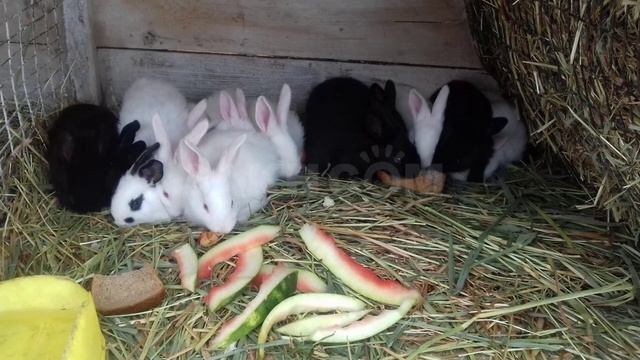Можно ли давать кроликам арбузные корки
