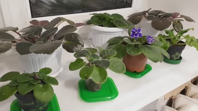 Фиалки! Как защитить от холода? Рассмотрим варианты.