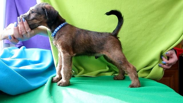 О ирландский  терьер  :  Щенок Золотой Романтик Авен