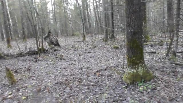 Охота капканами на куницу. Малый путик.