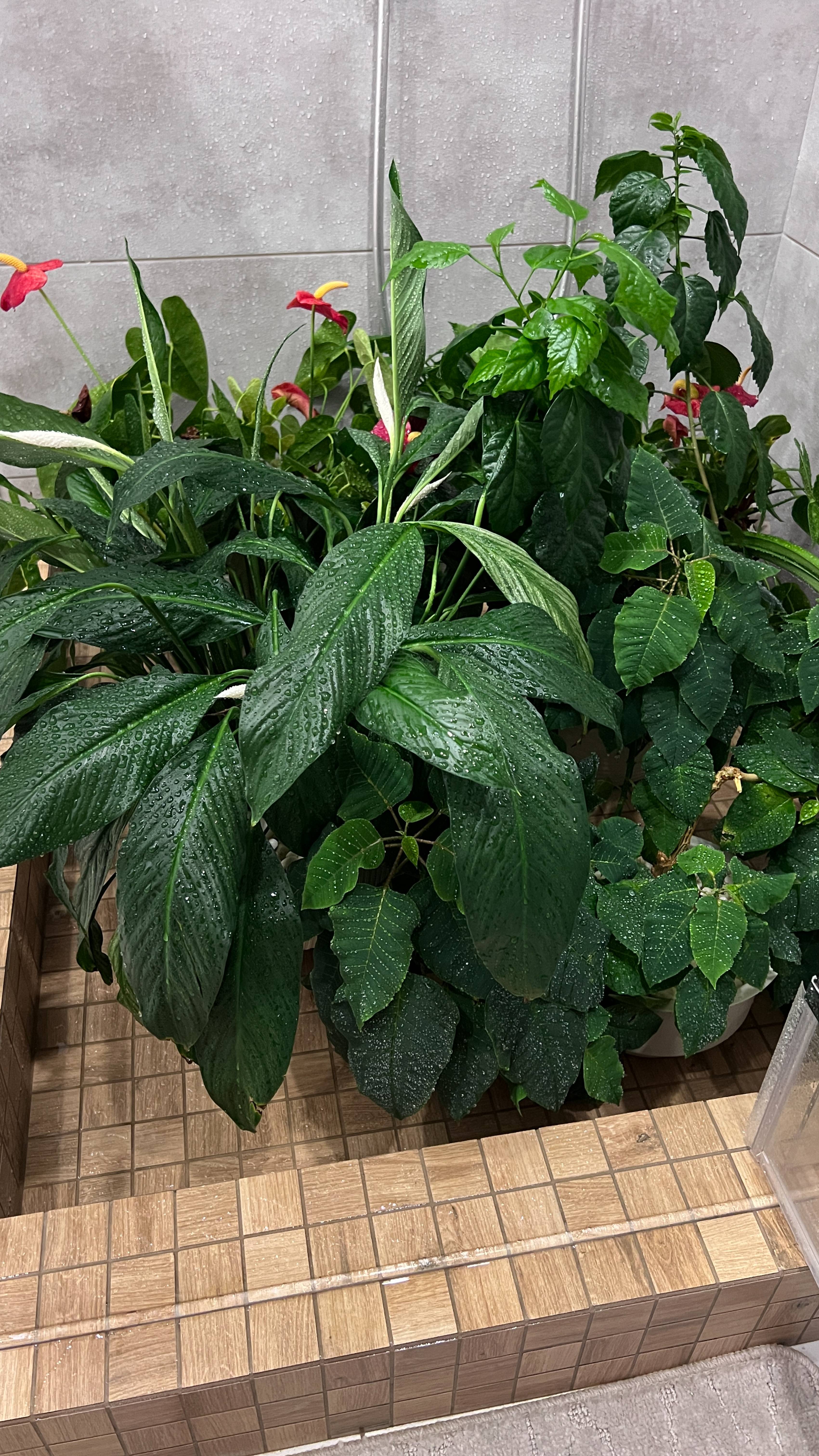 Комнатные растения. Купание и домашний уход