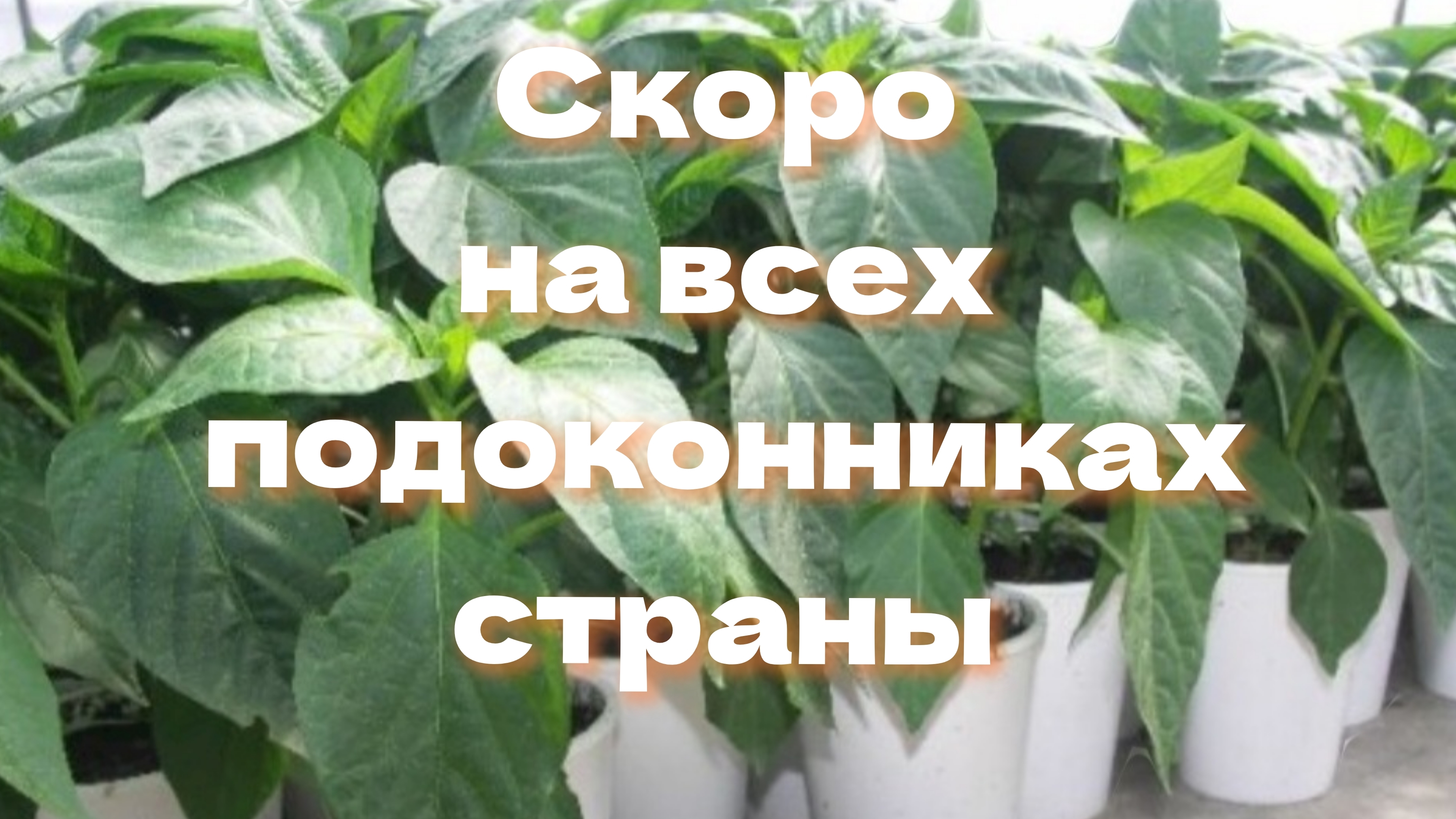 Когда сеять перец на рассаду