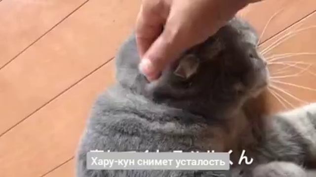 004 Лабиринты кунг-фу