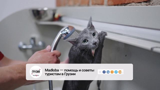 🐾 Уход за шерстью: какая косметика лучше?