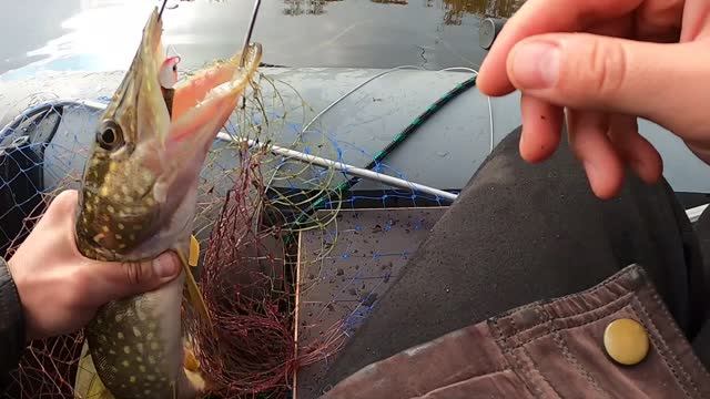 Щука с лодки 29.10.24