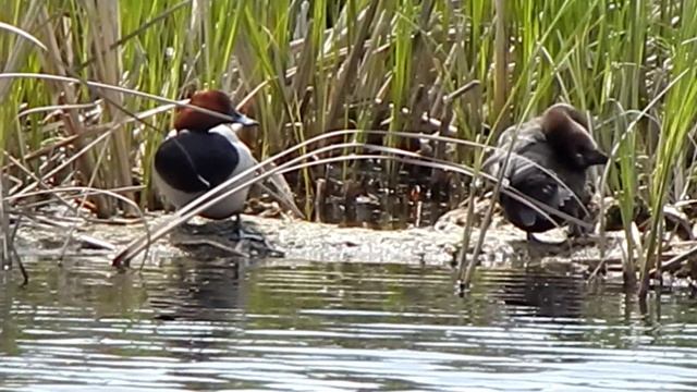 Утки бывают разные 4