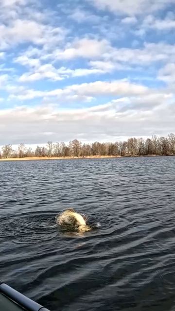Обожаю поклевки в руку, а спиннинг в дугу!!!
