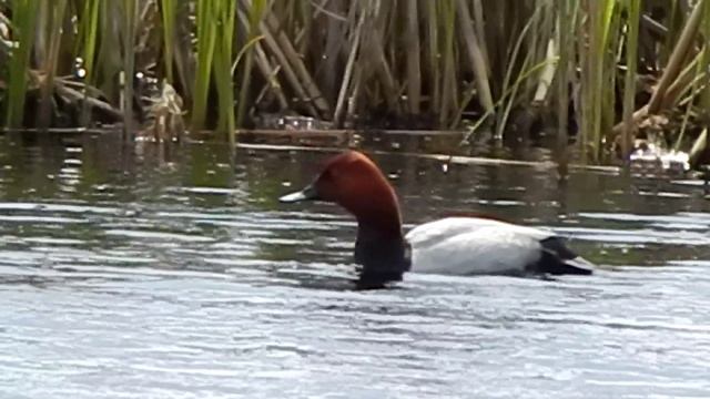 Утки бывают разные 2