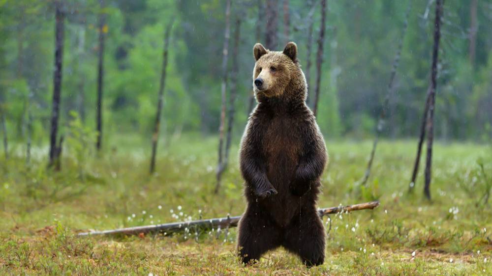 «МИХАЛ ПОТАПЫЧ»