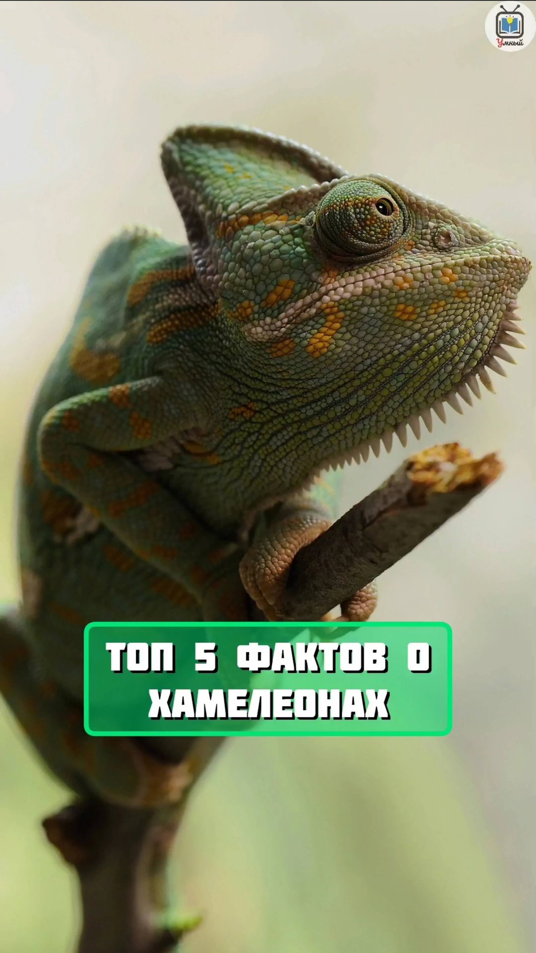Хамелеон топ 5 фактов #животные #топ5 #факты #интересноевидео