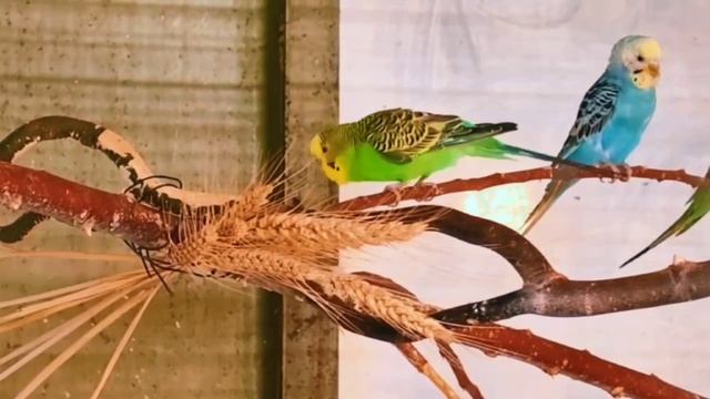 Обогащение среды волнистых попугайчиков и неразлучников хвоей и колосьями