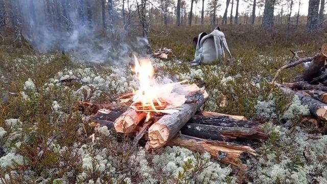 Осень у Белого моря 14.11.24.
