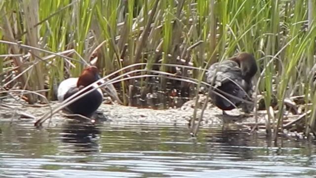 Утки бывают разные 3