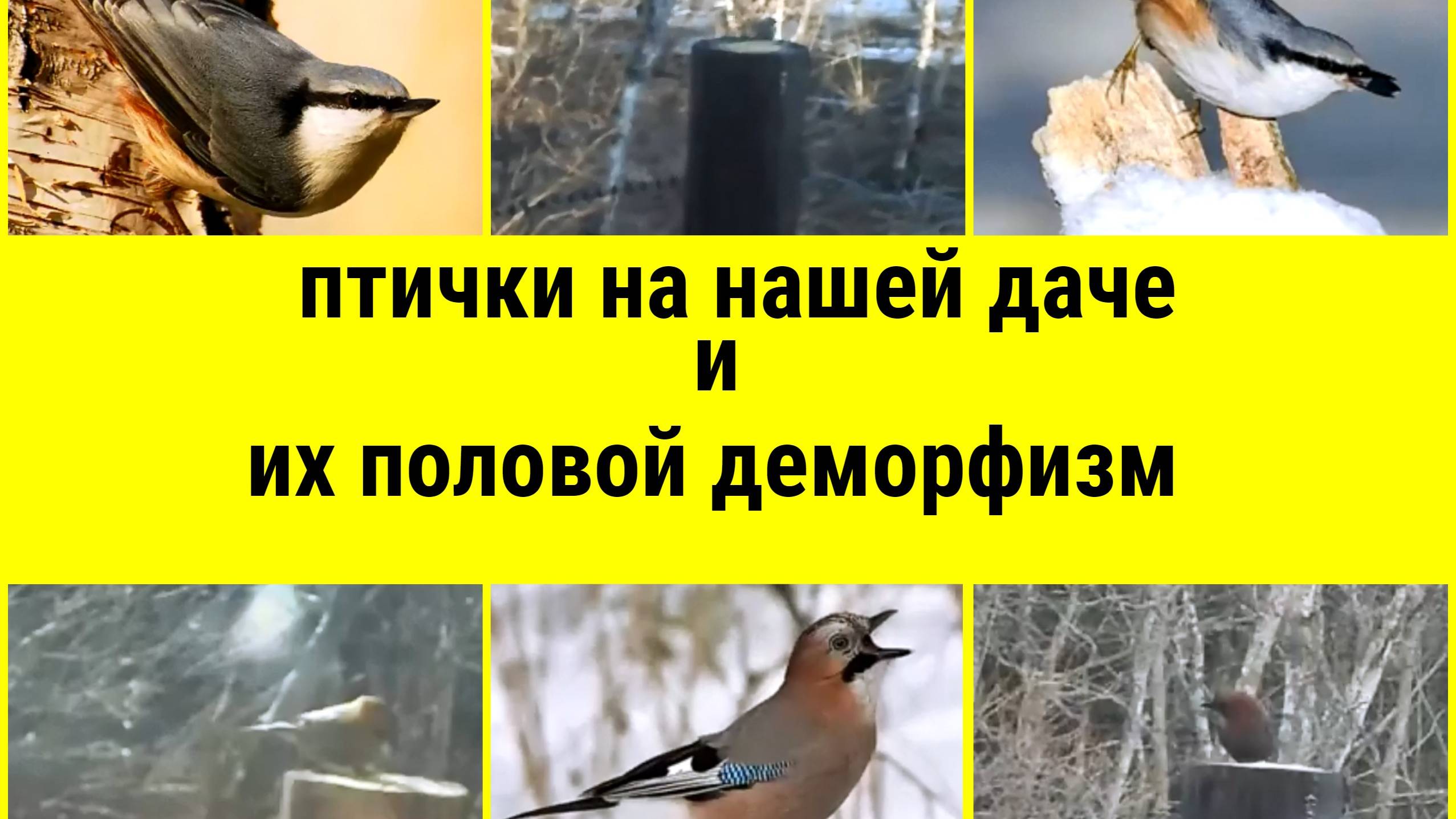 птички на нашей даче и их половой деморфизм