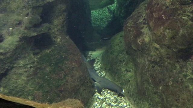 Сочи 2023. В океанариуме.