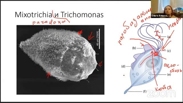 3 урок: Система эукариот, продолжение 2 урока. Кружок "Зоология беспозвоночных", олимпиада