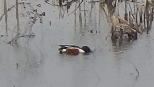 Утки бывают разные 5