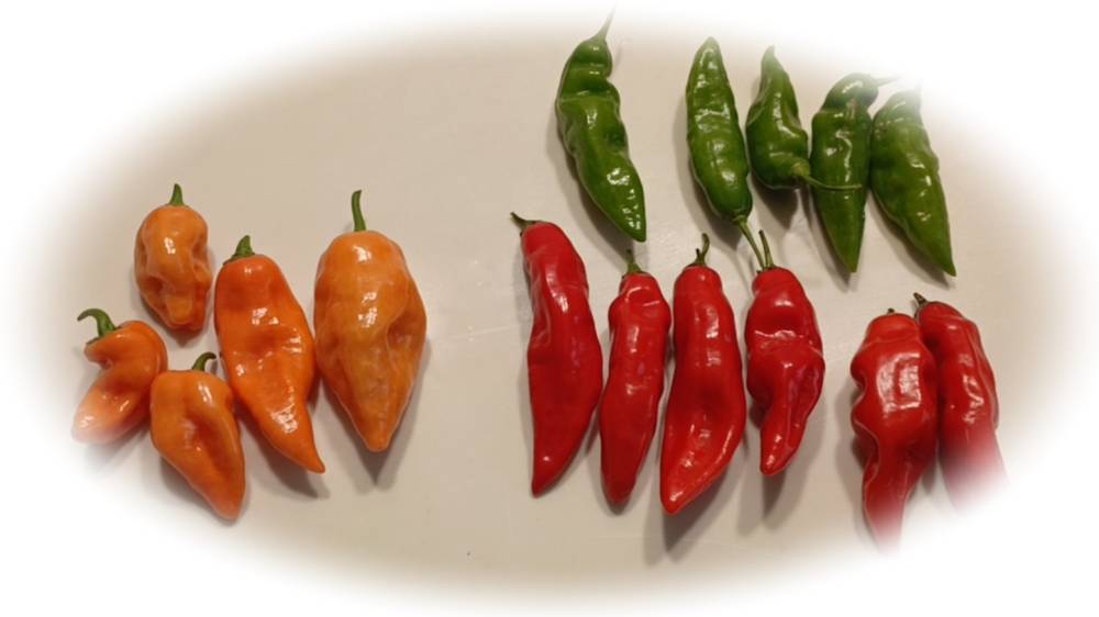 Китайские перцы Хабонадо и неизвестный Аджи  на даче и подоконнике летом 2024