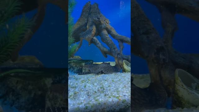 Рубрика #Советы_специалиста 🔵 Глазчатый хвостокол