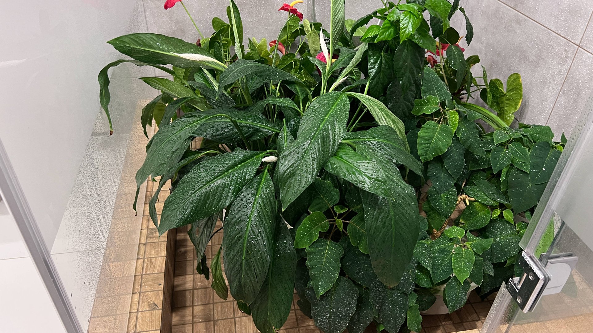 Комнатные растения. Купание и домашний уход