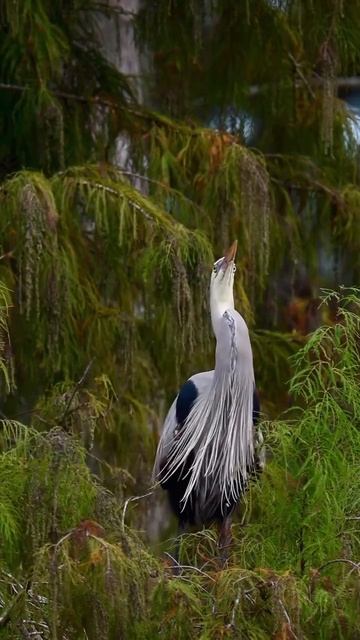 Танцы Большой Голубой Цапли: Прекрасное Привлечение Партнеров и Эмоций