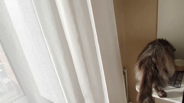 Пушистая банда ловит жирную МУХУ!