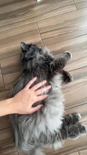 Сверх шерстяной котя!